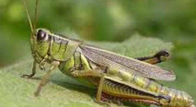 Locust outbreak in India related to climate change