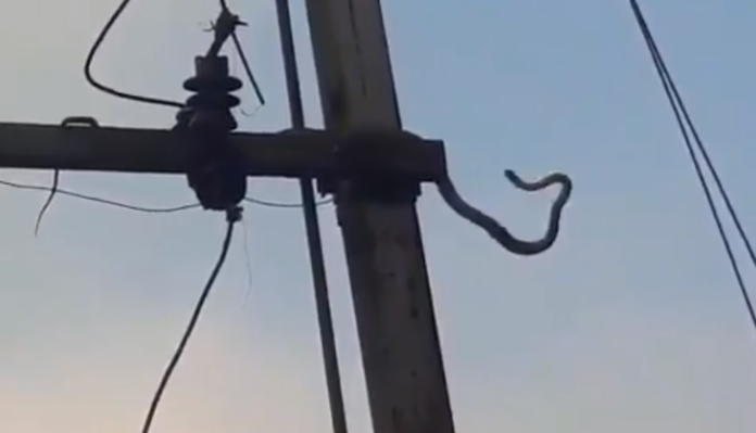 10 feet long snake climbed on an electric pole, see what happened in ...