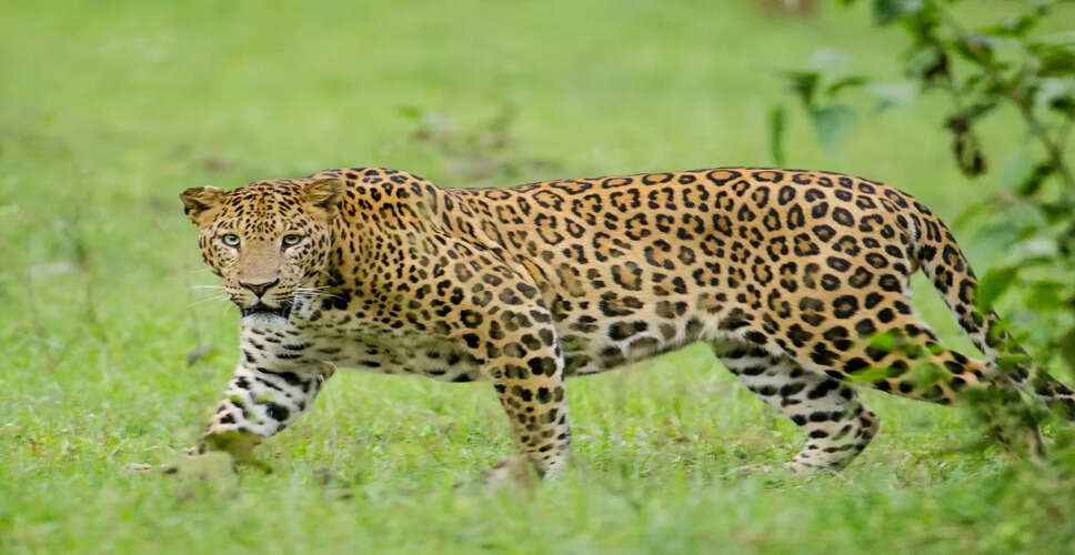 Gujarat: Analysing the spike in wildlife attacks on humans in Gir