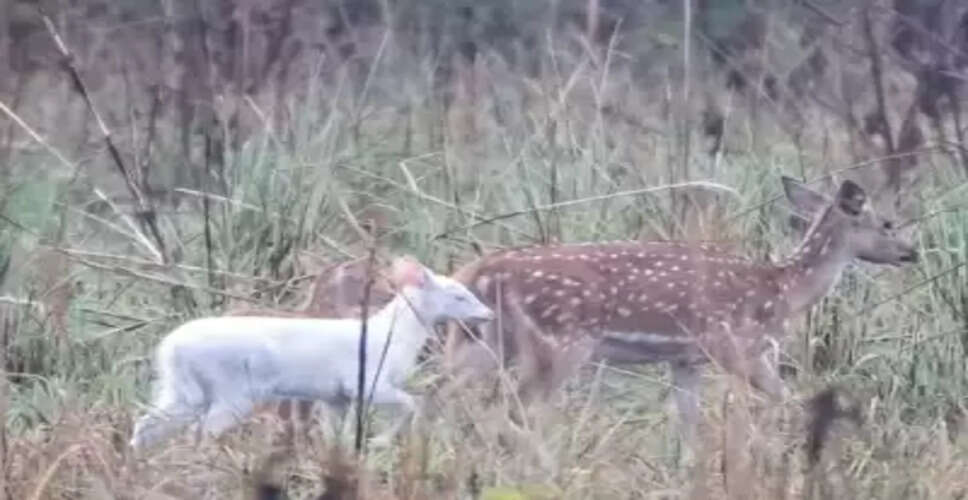 Rare albino fawn spotted in UP's wildlife sanctuary