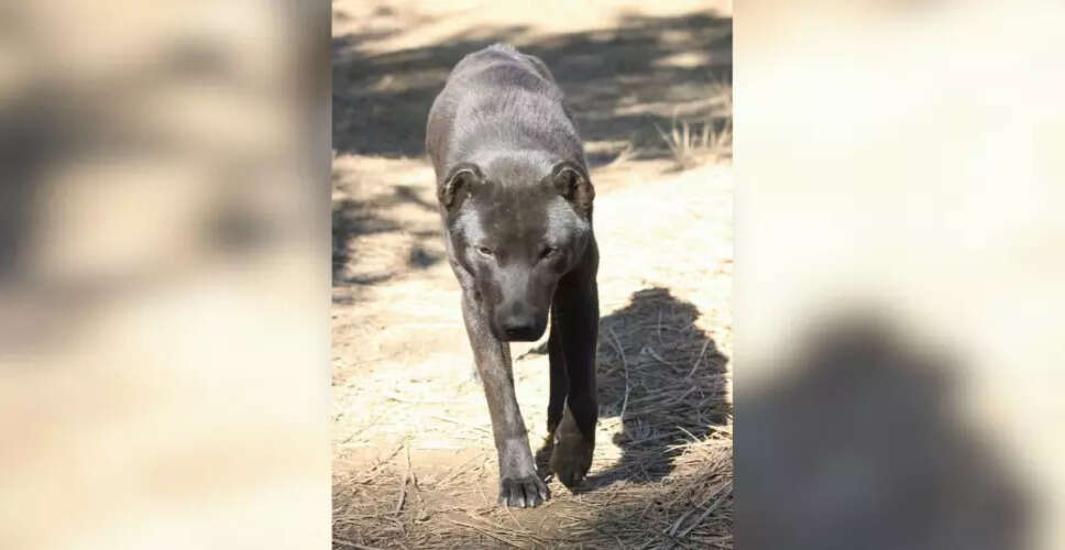Assam Rifles Expands Use of Indigenous Dog Breeds