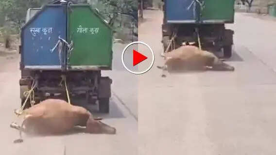 Public Outrage Over Cow Dragging Incident in Madhya Pradesh