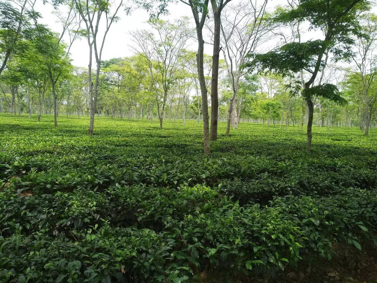 Tripura's First Tea Auction Centre Opening Soon