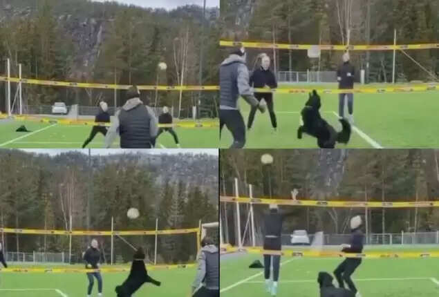 Dog Plays Volleyball Like Pro, Impresses Netizens in Viral Video