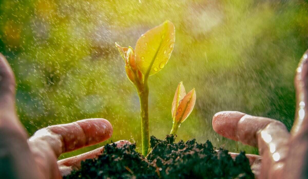 Rainwater: Boon or Bane for Plants? Understanding the Impact